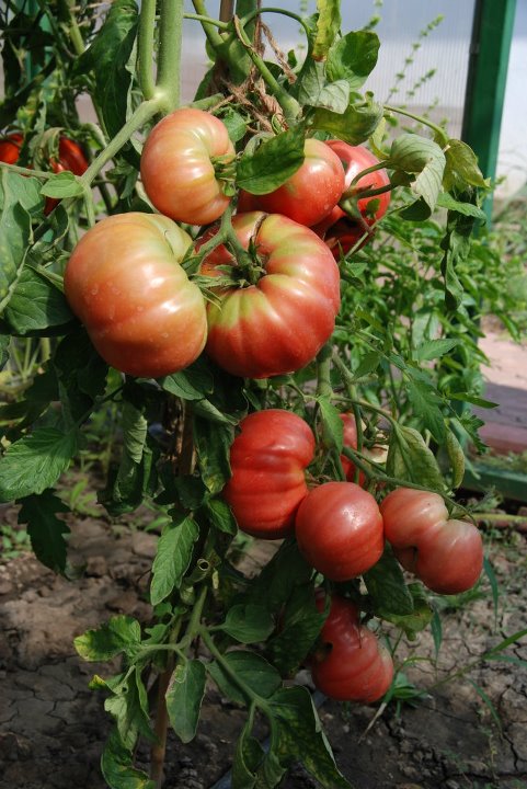 Sprijina - Gastronomie | 100% Tomate #BulionBio, Dudeștii Vechi ...