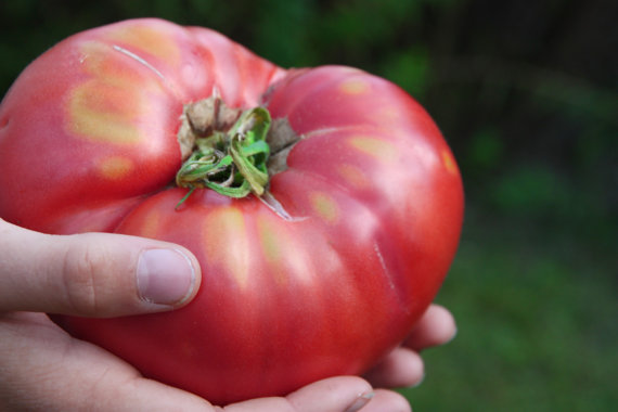 Sprijina - Gastronomie | 100% Tomate #BulionBio, Dudeștii Vechi ...